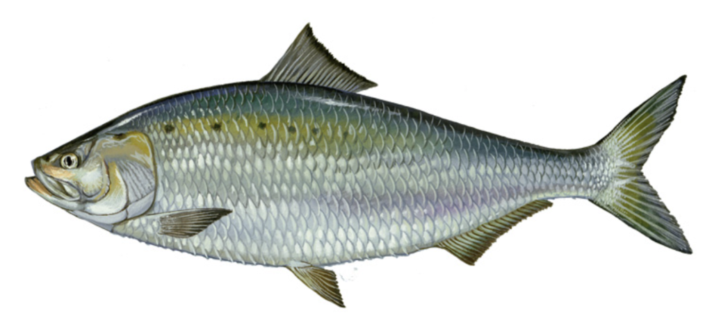 Image Database - FishAge: Known-Age Fish Image Database
