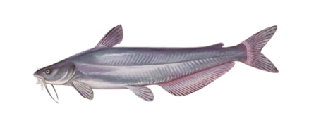 Image Database - FishAge: Known-Age Fish Image Database