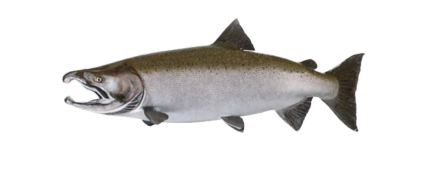 Image Database - FishAge: Known-Age Fish Image Database